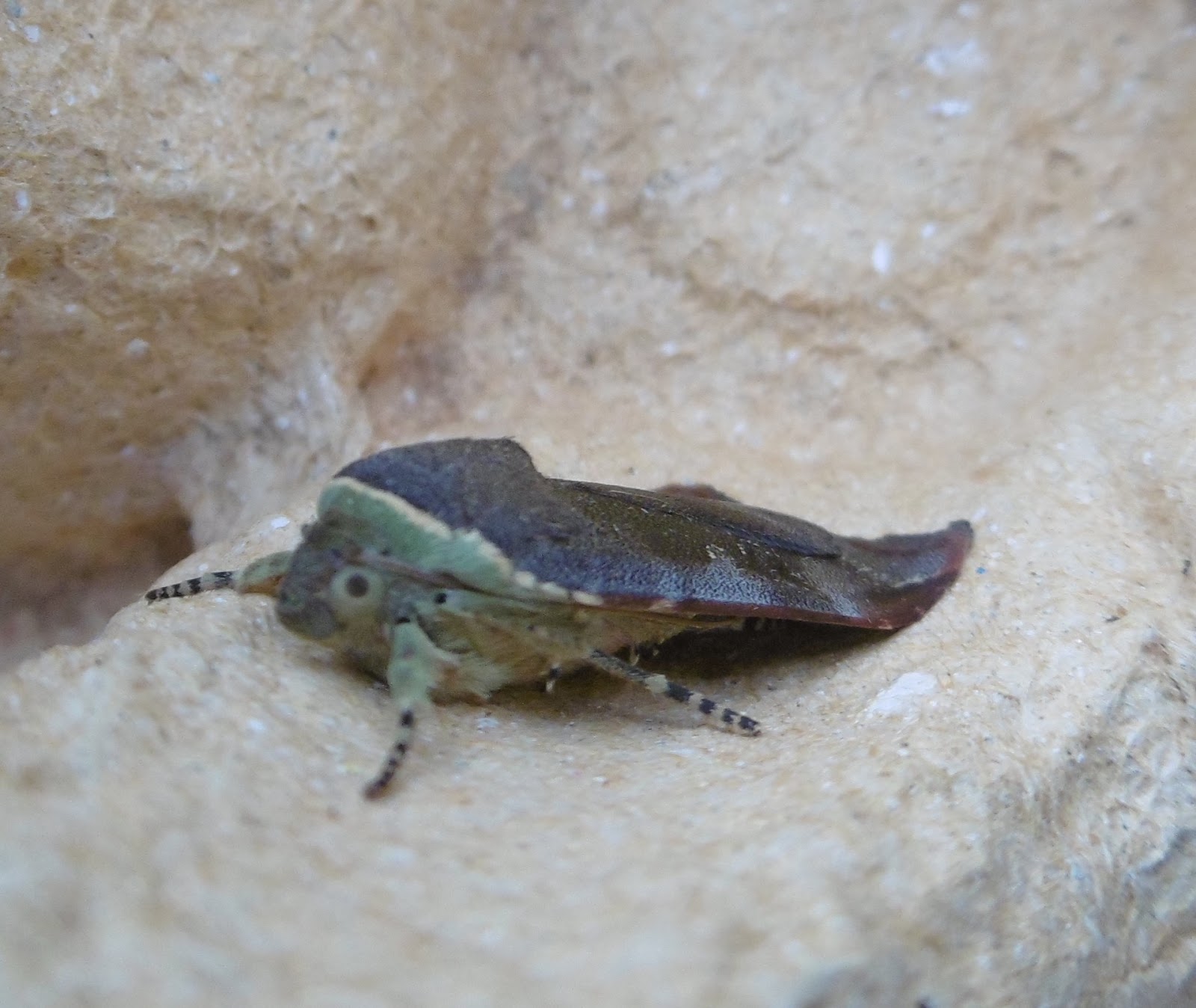 Martin's Moths: Chicken moth - and friends