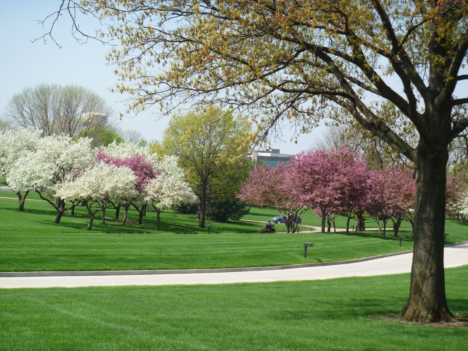 My Homemade Iowa Life: Spring blooms, part 2