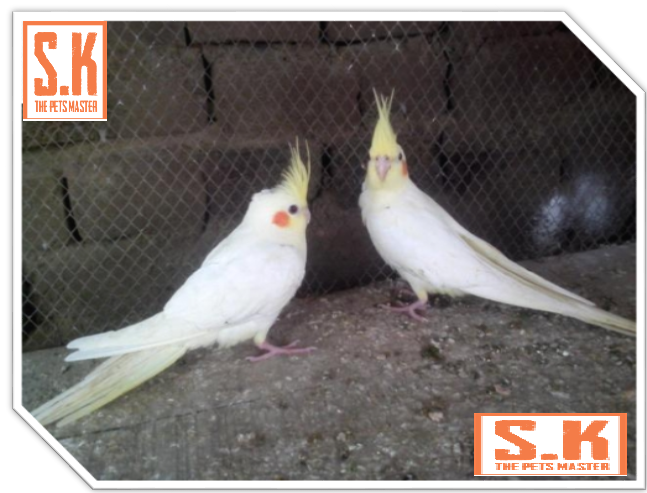 Common White Cocktails Size,Weight,Height,Chicks and Prices - The Birds ...