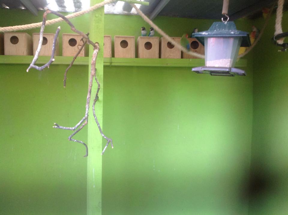 VENTA DE AGAPORNIS MÉXICO, PAPILLEROS Y ADULTOS.