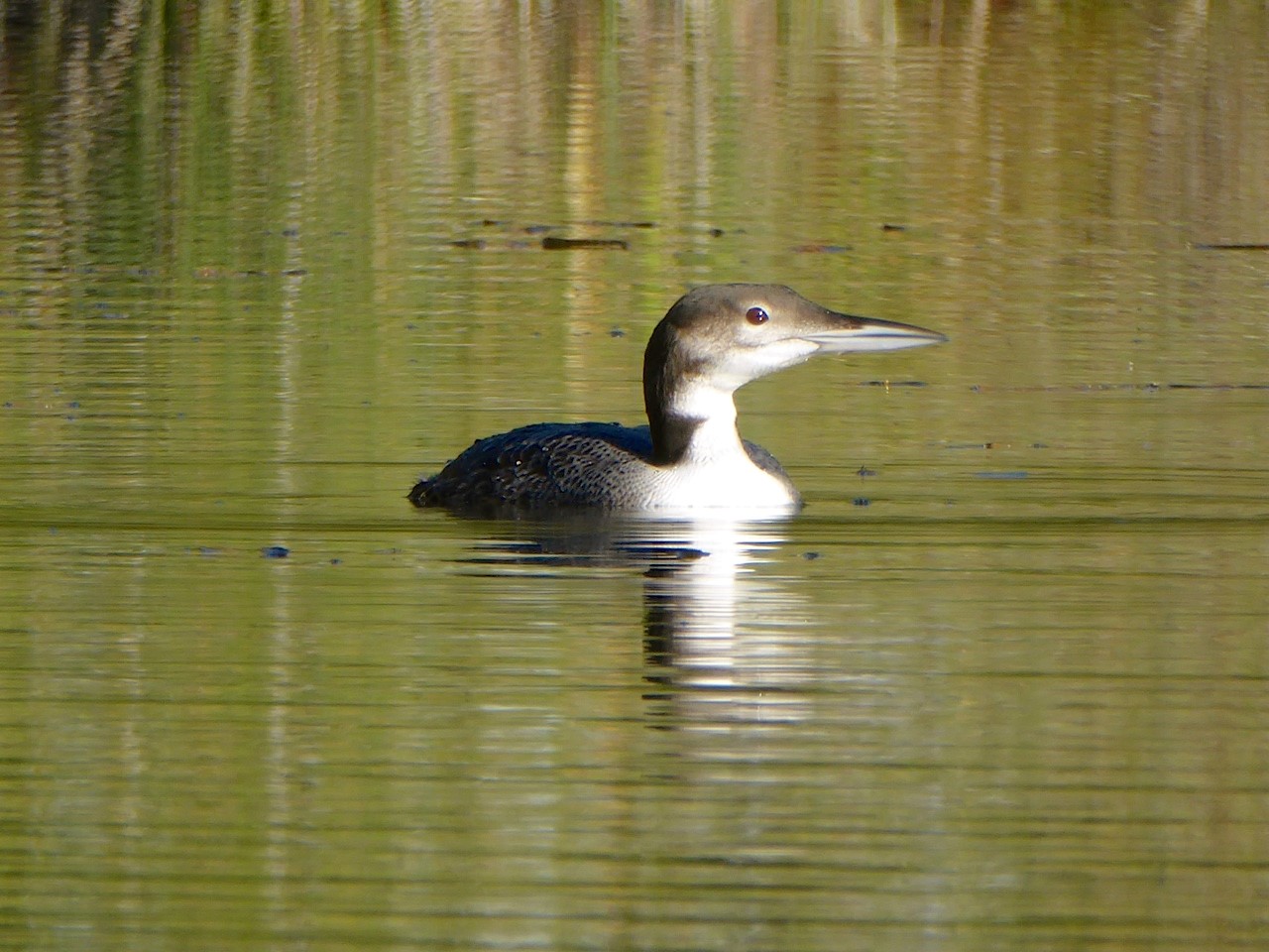 The Cranbrook Guardian: Out and About at Jim Smith Lake