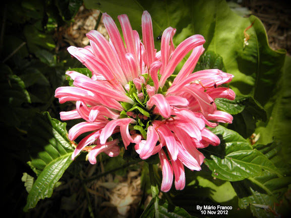 Meu Cantinho Verde: JUSTÍCIA - ( Justicia carnea )