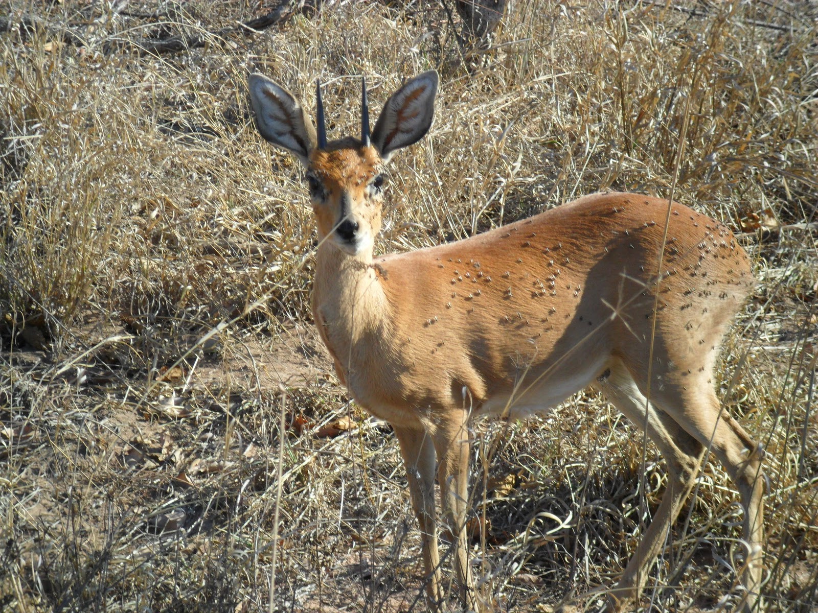 Stone Ranger: African Animals