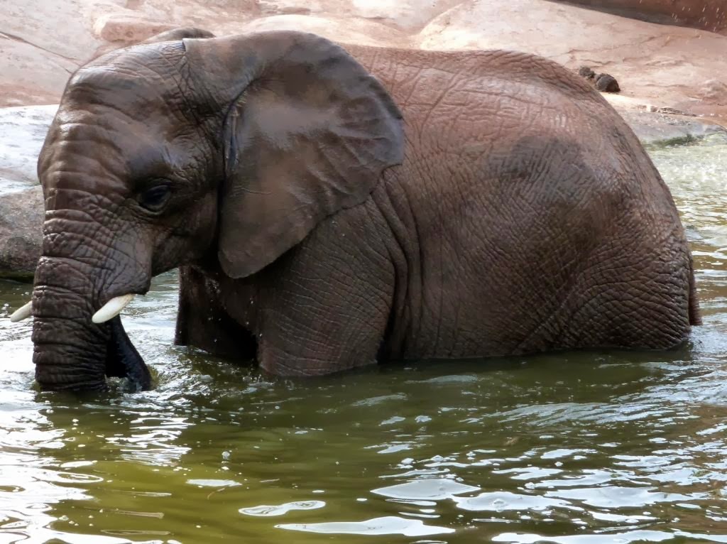 Taxonomía Chordata: Clase Mammalia Orden Proboscidea, Rodentia. Sirenia ...