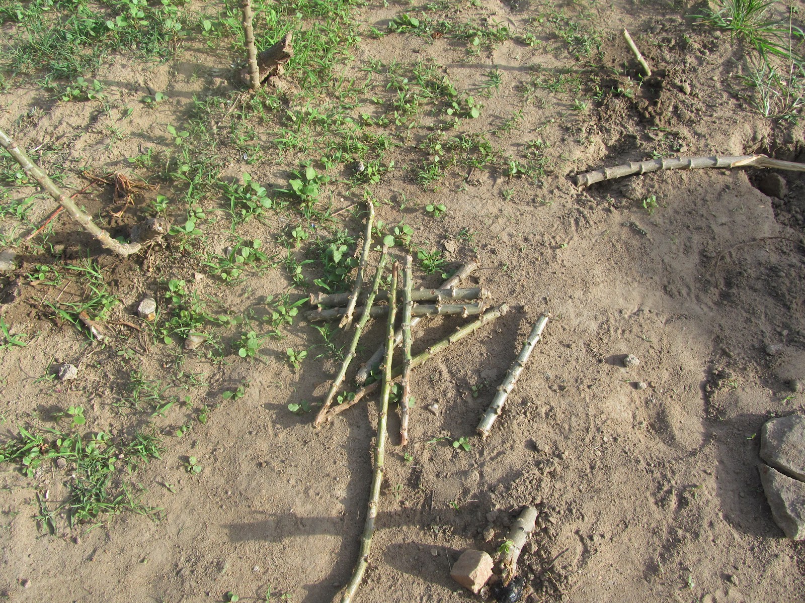 Walking by Faith: Kasava Plant