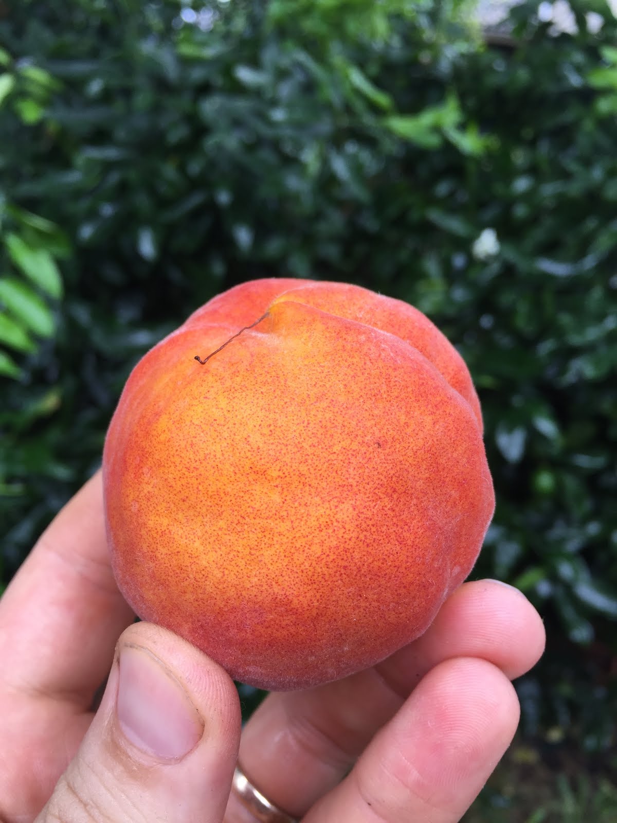 Citrus Enthusiast: Peaches