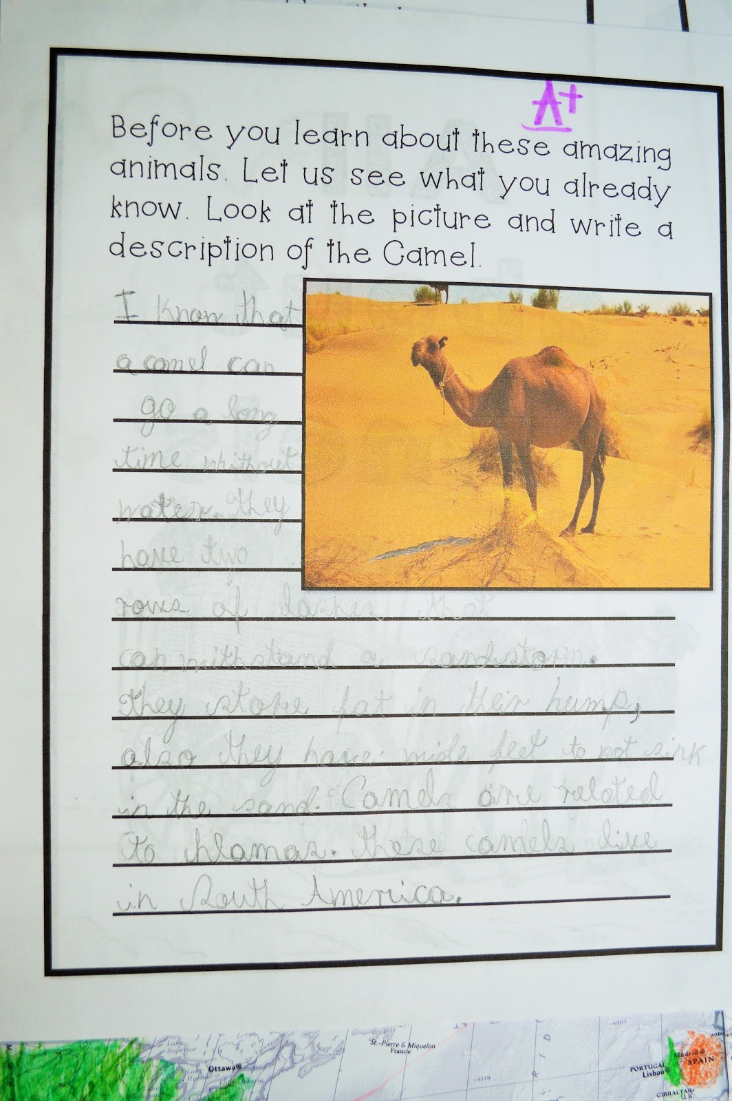 The Hermit Crabs Homeschool: Camels Unit Study