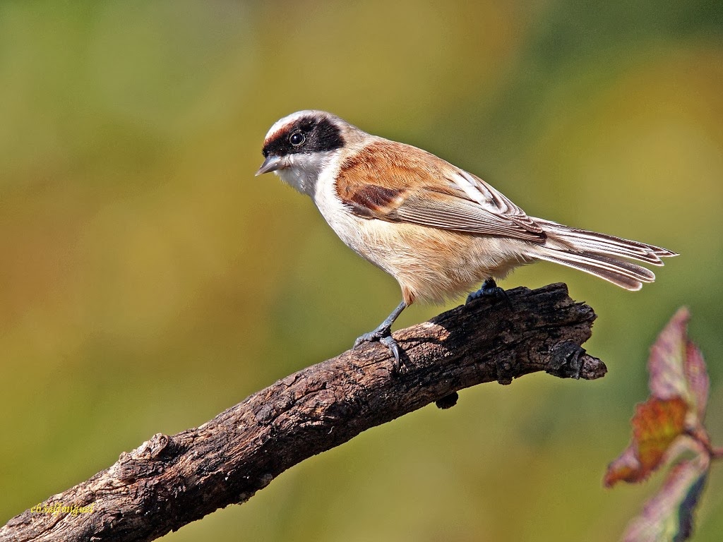 Miguel fotografia: Pájaro moscón europeo (Remiz pendulinus)