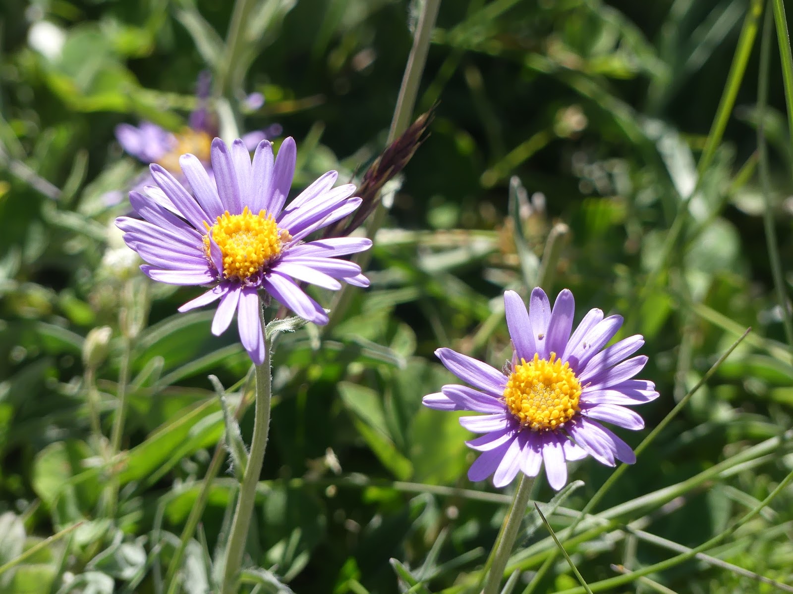 The Outdoor Traditionalist : A Pictorial View of Switzerland's Flora