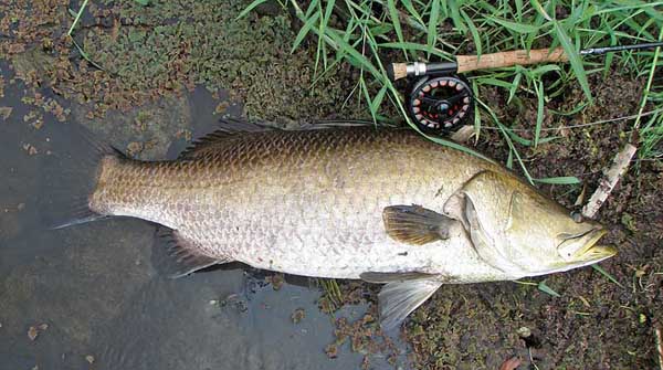NT Fly Fishers : BARRA - A FEW GOOD FISH