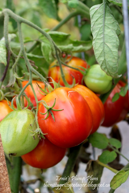 Tanja's Top Twelve Heirloom Tomatoes 2016