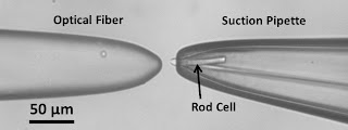2Physics: Measurement of Photon Statistics with Live Photoreceptor Cells