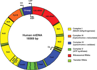 Mitochondrial DNA ~ Biological Science Help Blog | Biochemistry Help ...