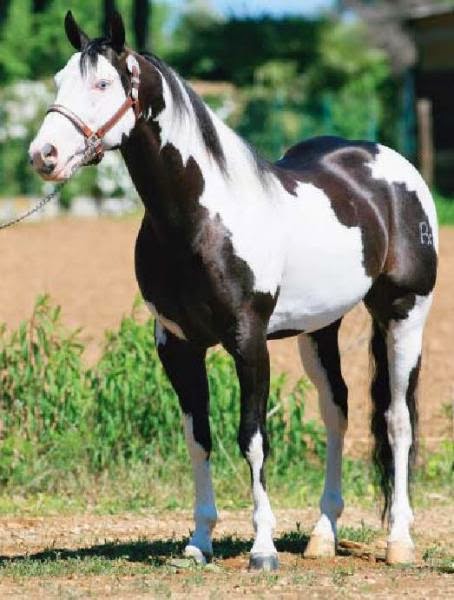 Conozcamos de caballos: Colores y marcas