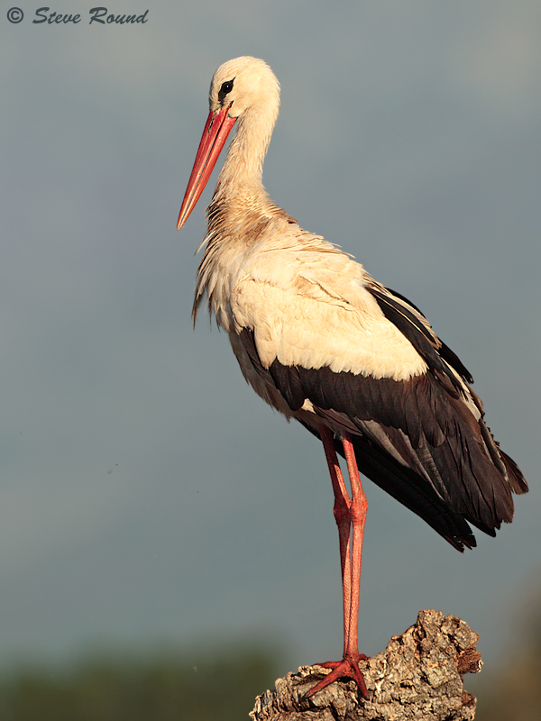 Steve Round Wildlife Photography: White Storks From Spain