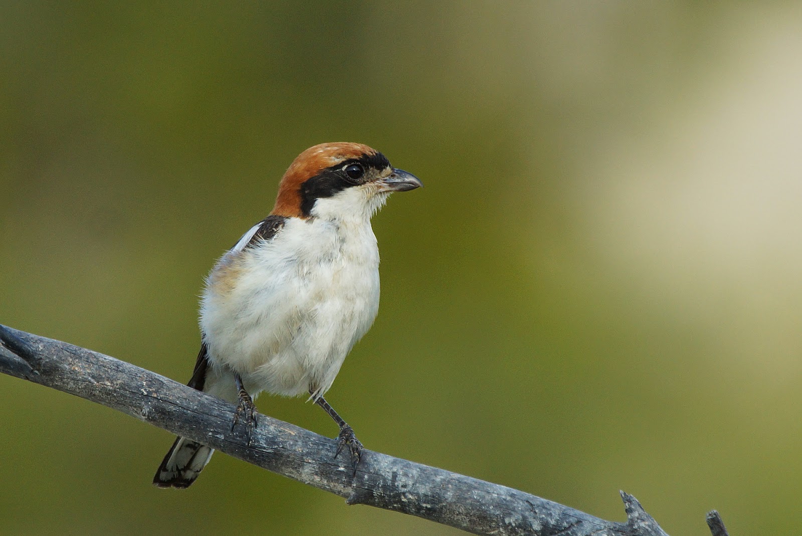 Pasión por las aves: Alcaudón común.(Lanius senator)