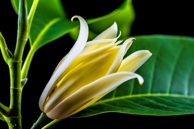 Semua Tentang Bunga: Bunga Cempaka