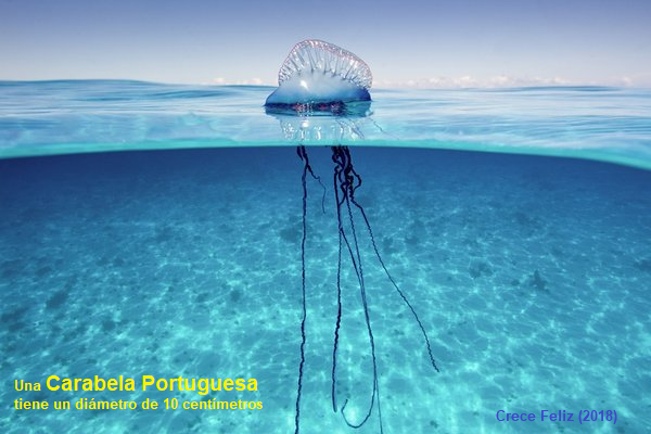 ENIGMÁTICAMENTE: La Carabela Portuguesa