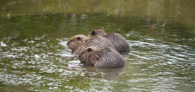 Castor Fiber: Vier jonge bevers in de Geul