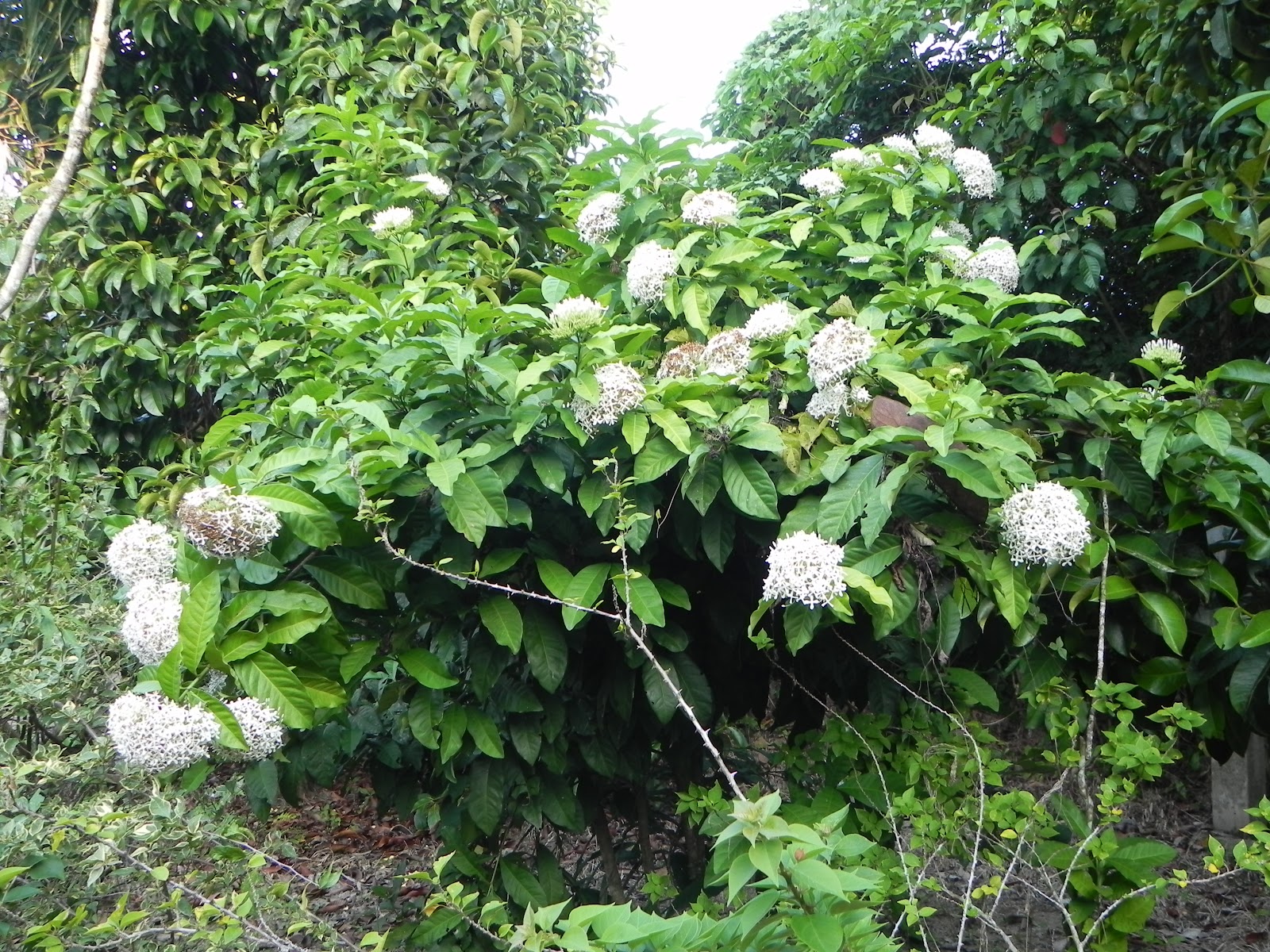 Relatif: Siri 05: Bunga-bungaan