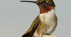 Garden Guy Hawaii: Hummingbirds and Pollination