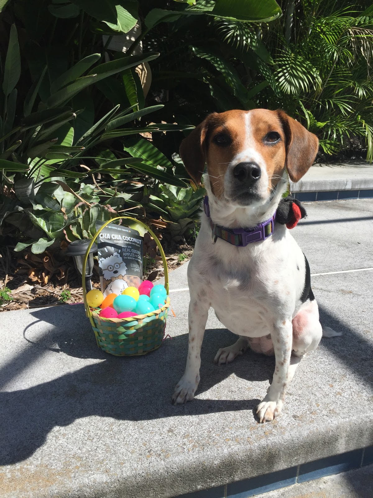 Life With Beagle: Don't put the Easter eggs away! A nosework hunt for dogs