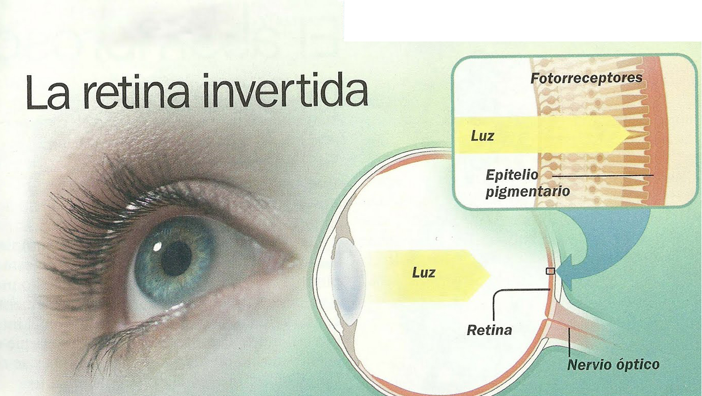 ¿Casualidad o Diseño?: La retina invertida