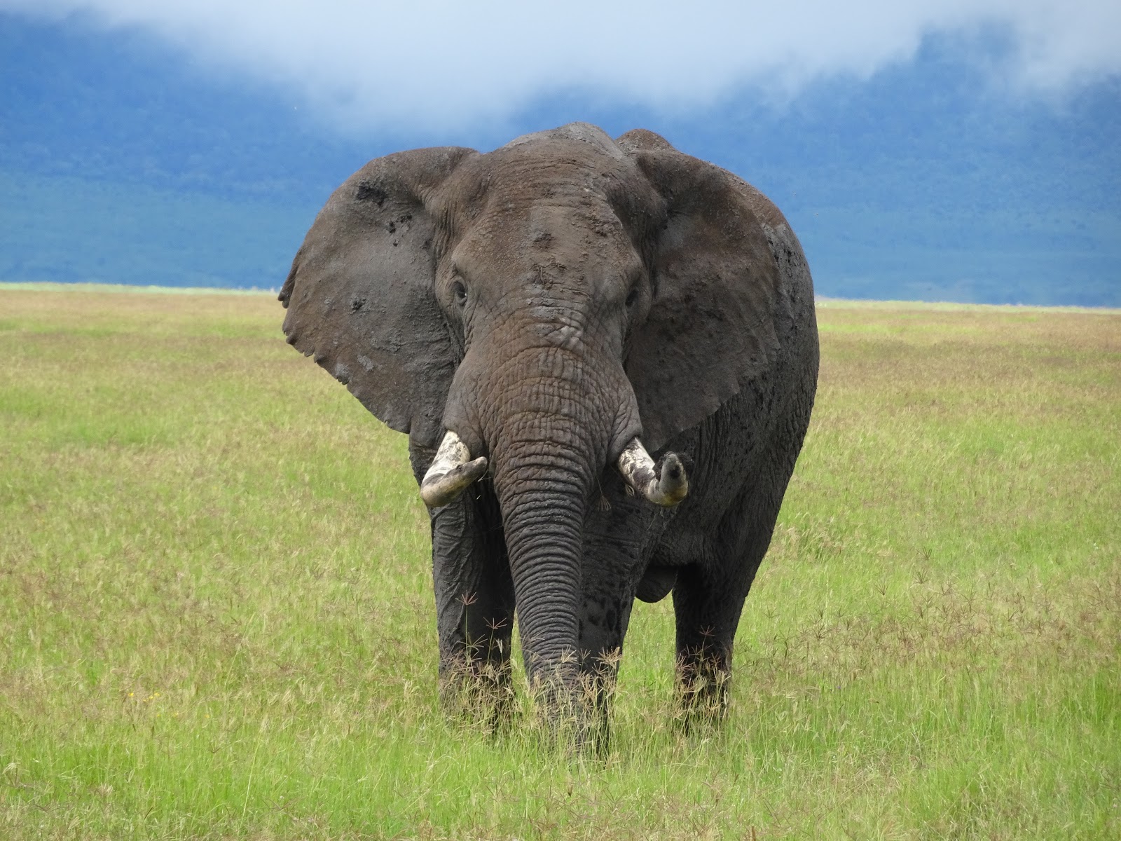 Laura in Singapore: Serious Animals of the Serengeti