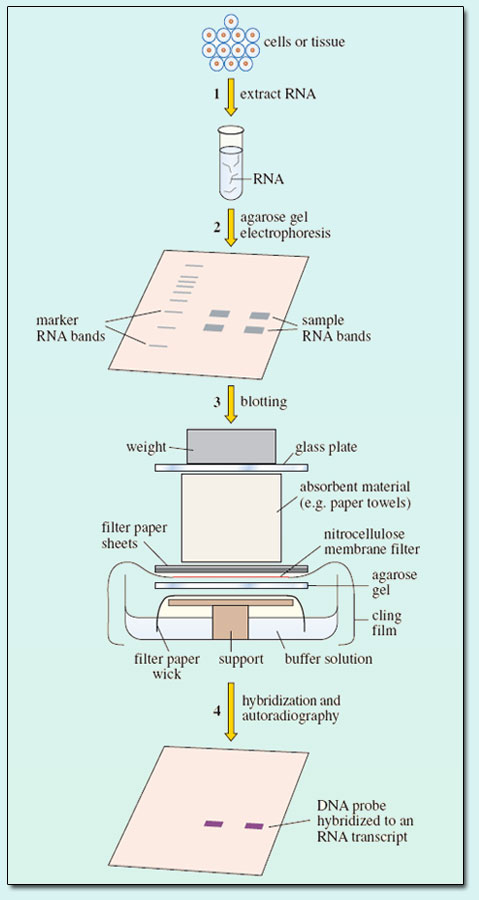 BIOMEDICINA-FARMÁCIA: ANÁLISES INSTRUMENTAL II