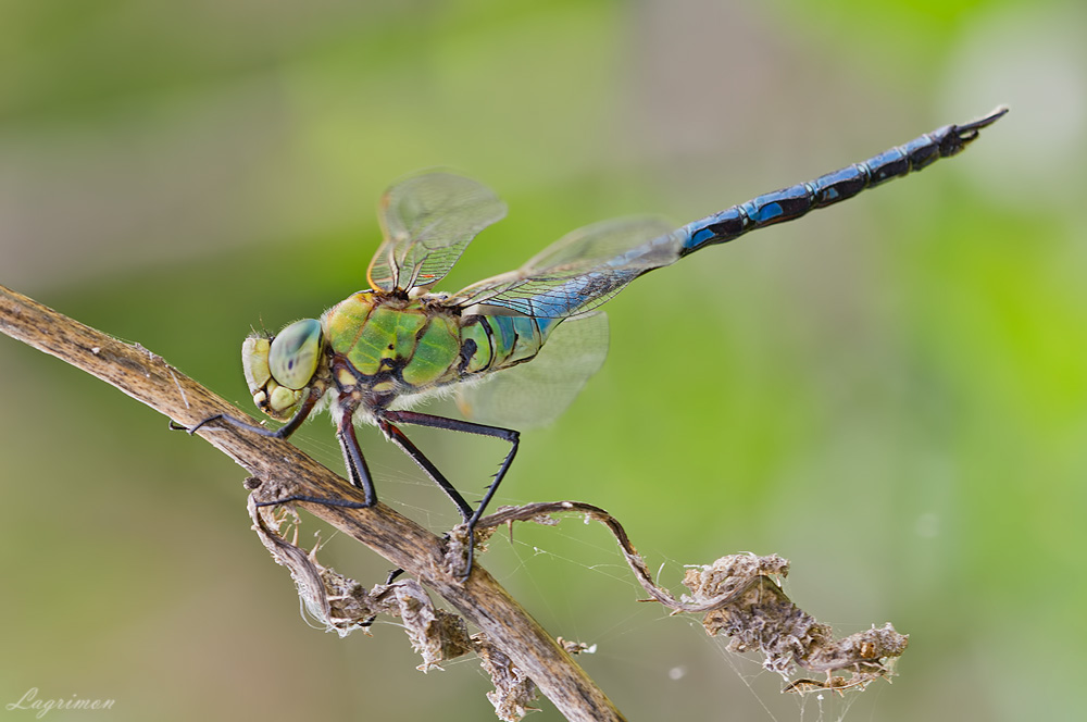 MACREANDO: Anax imperator VIII
