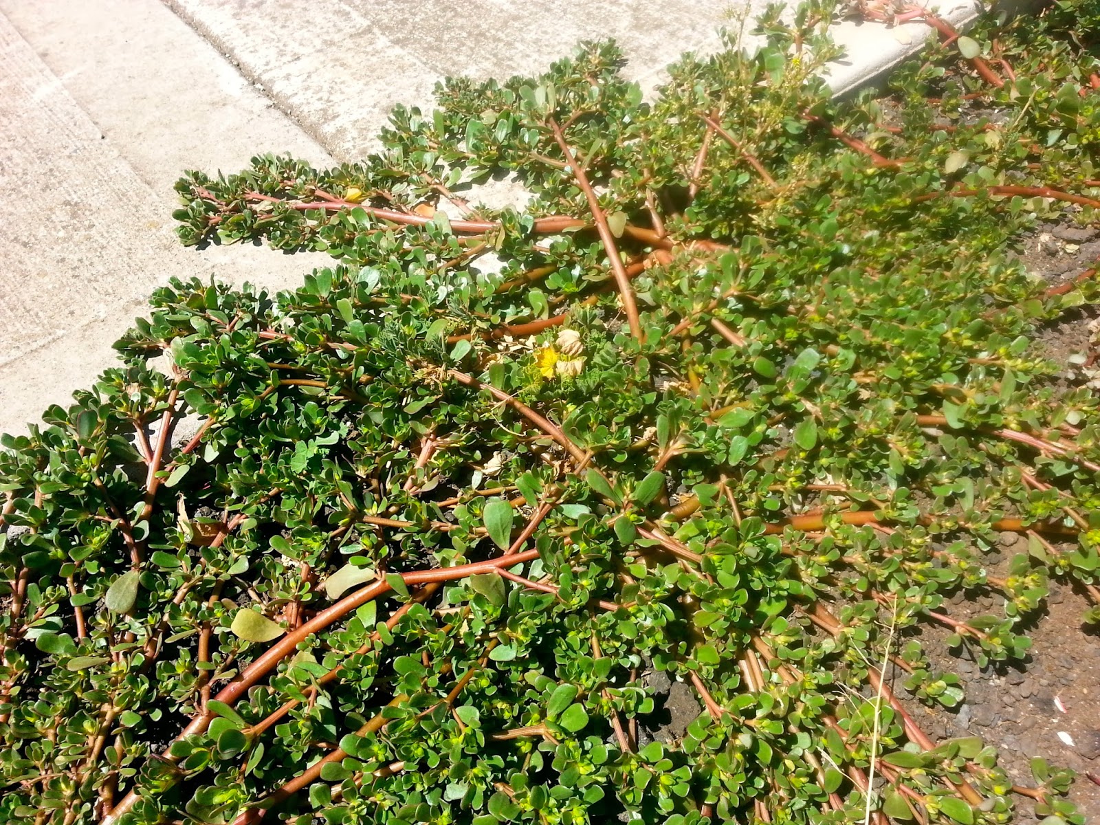 Shruti's Blog: The Gyre of Ghol