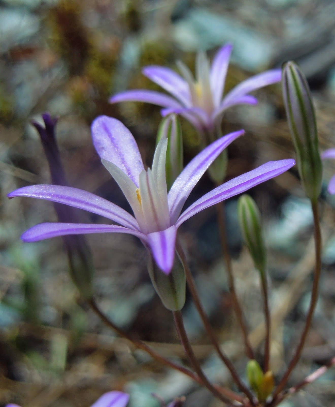 Peachy Hiker: Traverse Creek Botanical Special Interest Area