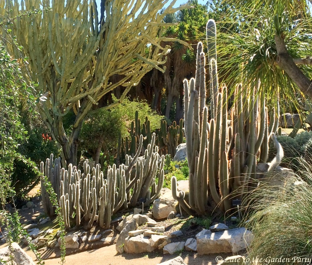 Late to the Garden Party: A Quick Spin through the South Coast Botanic ...