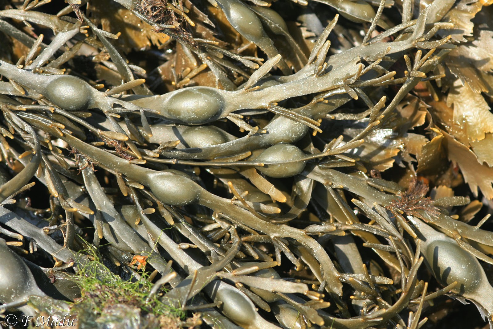 Des champs d'algues détruits par des berniques: Les algues brunes