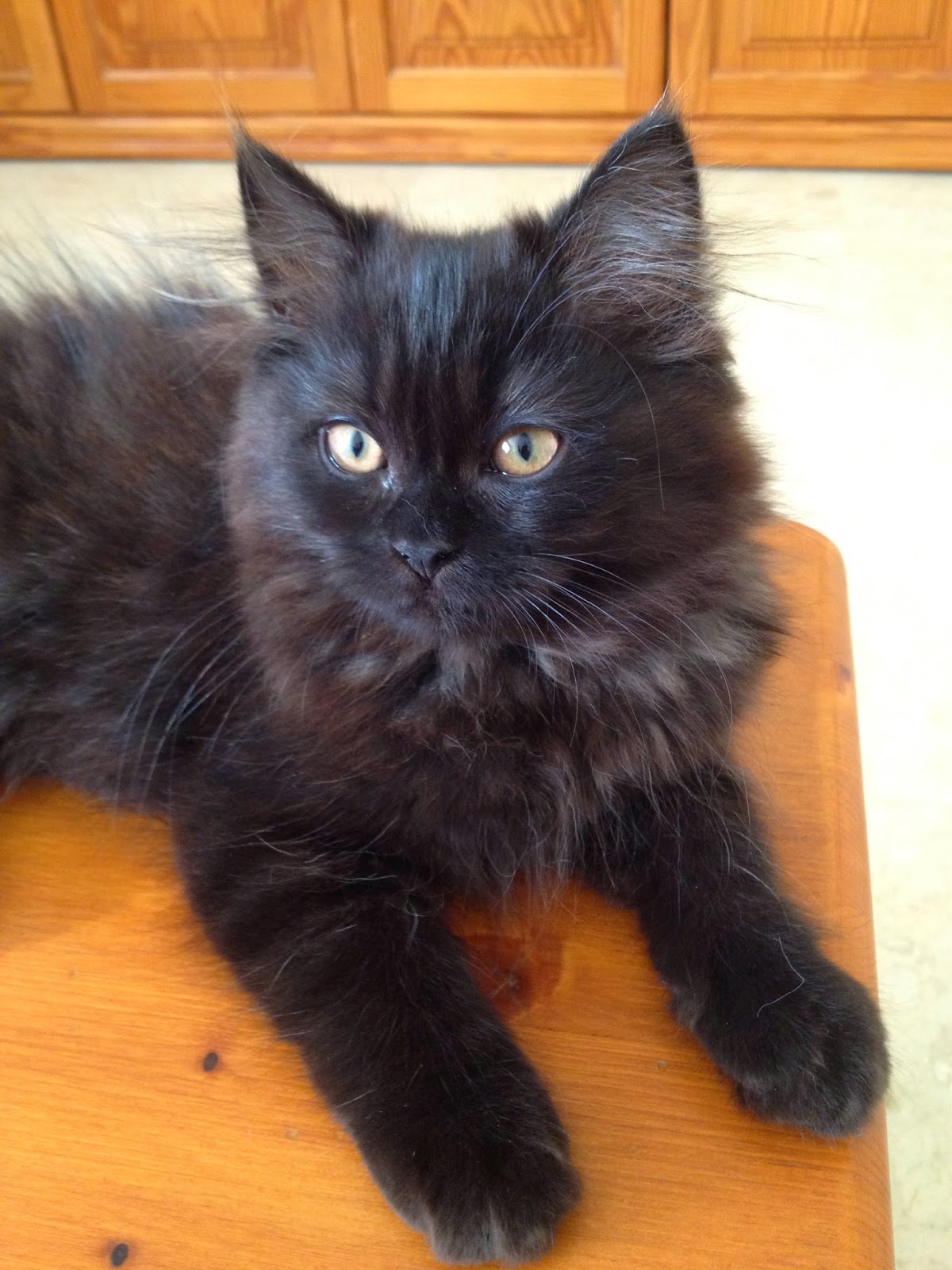 Gatunos Persas: HEMBRA NEGRO HUMO