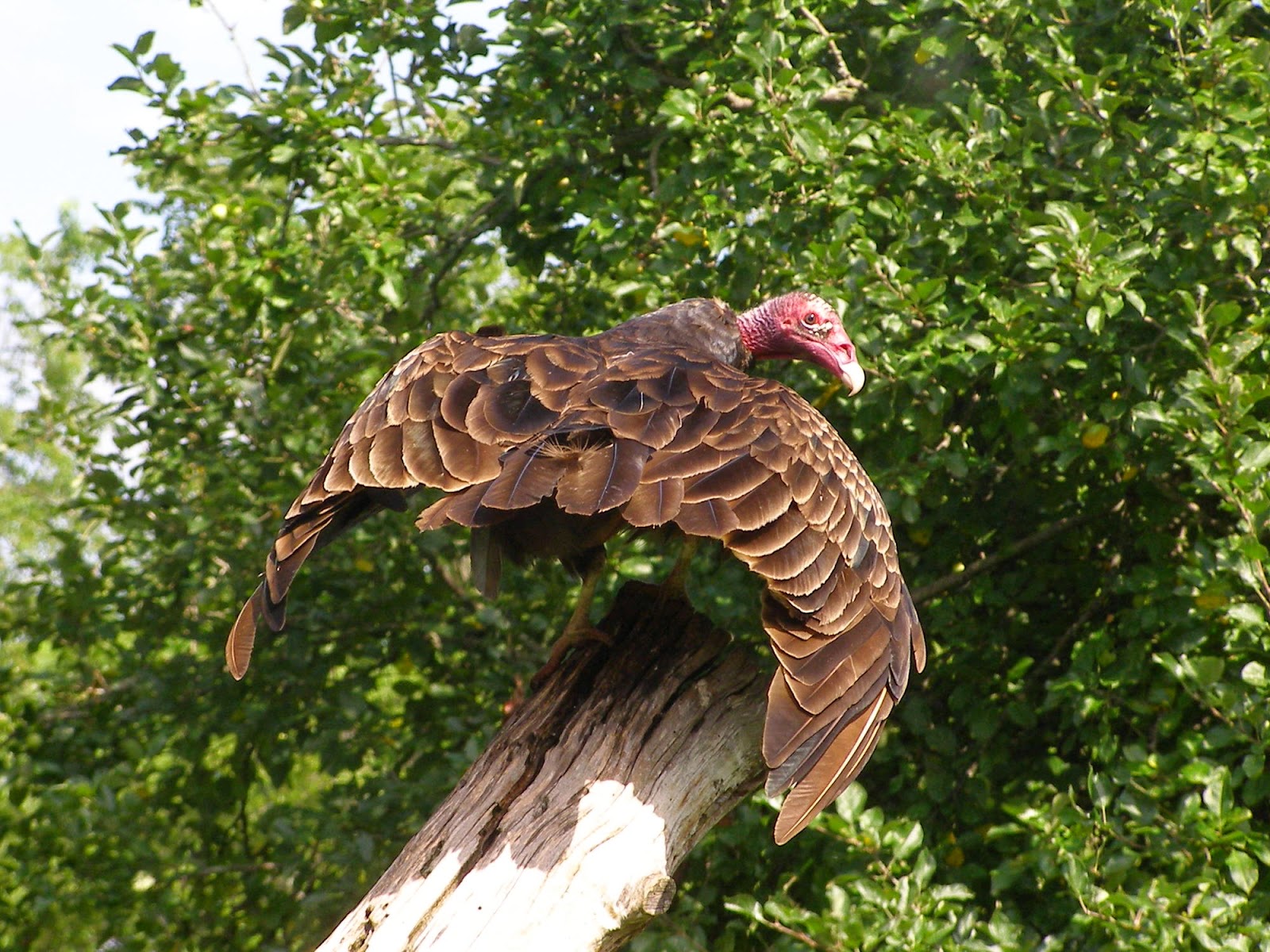 Blue Jay Barrens: Vultures