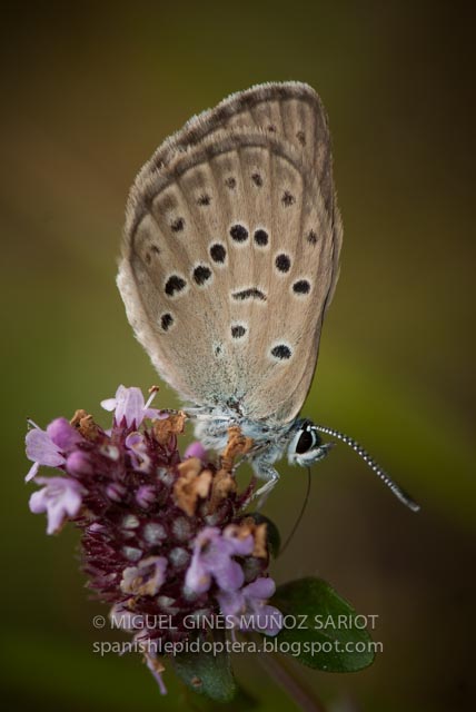 SPANISH LEPIDOPTERA PHOTOGRAPHY: PHENGARIS ALCON, LA HORMIGUERA DE LAS ...