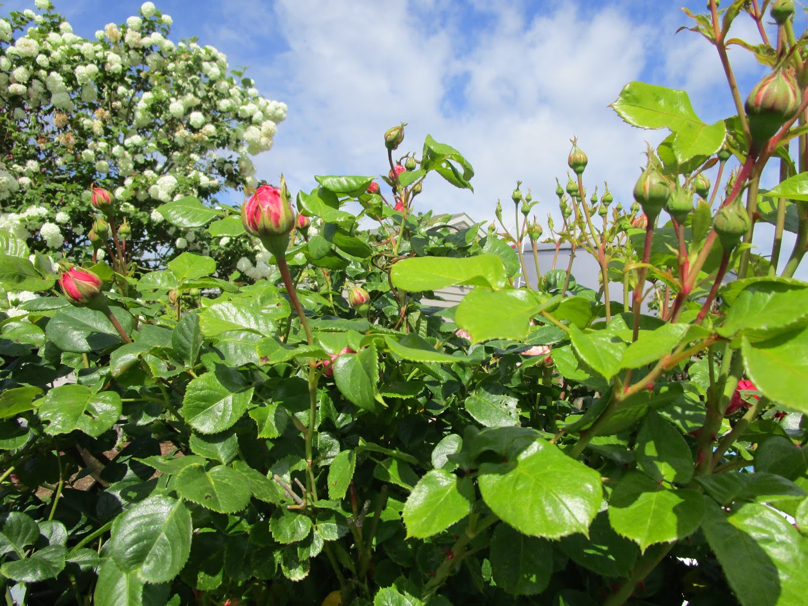 Karen's Cottage and Castle: Roses and Ivy for Tea Time