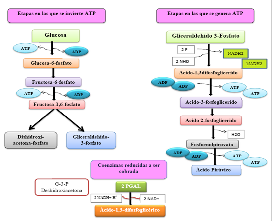 Biología Celular: Información Sobre el Metabolismo de la Célula