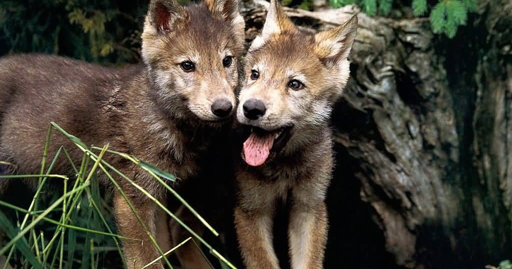 Lørenskog Jakt & Fiskeforening: Ulvevalper påvist i Østmarka