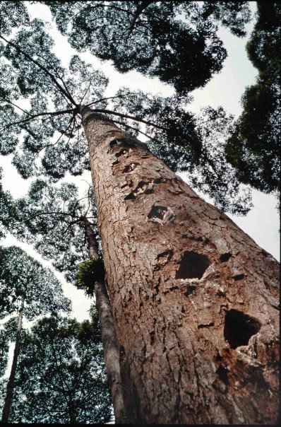 Sekilas Tentang Pohon Damar | "BLOG TANI NELAYANKU"