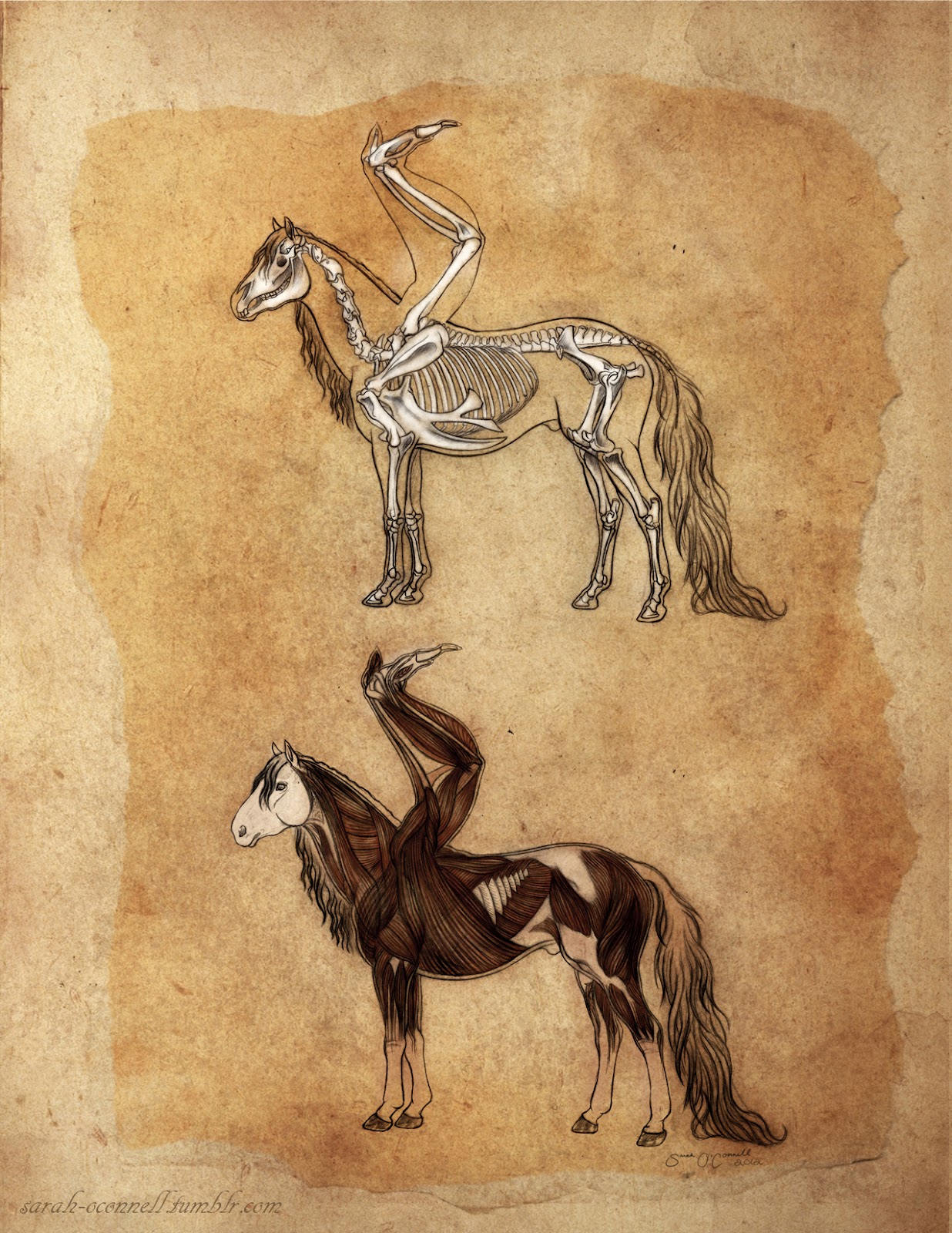 Sarah O'Connell: Pegasus Anatomy