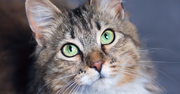 How to Know the Life of a Cat