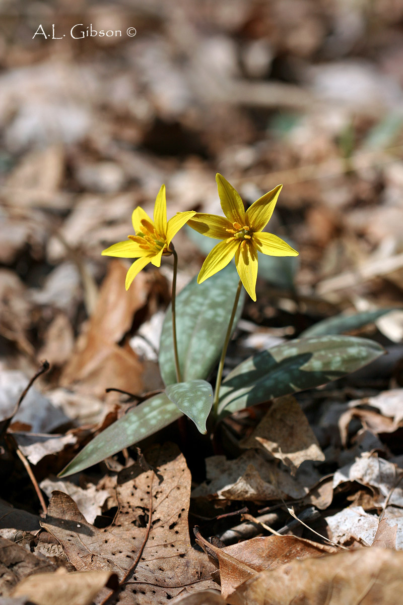 The Buckeye Botanist: The Botanical Find of a Lifetime