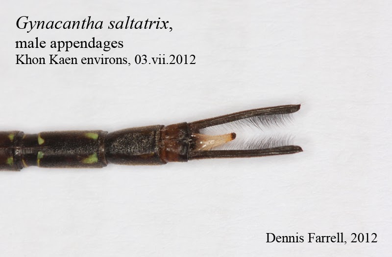 Dragonflies & damselflies of Thailand: 148. Gynacantha saltatrix ...