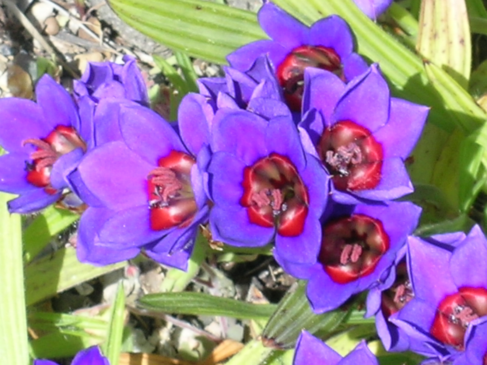 Berkeley Butterfly Blog: Babiana rubrocyanea--Baboon Flower