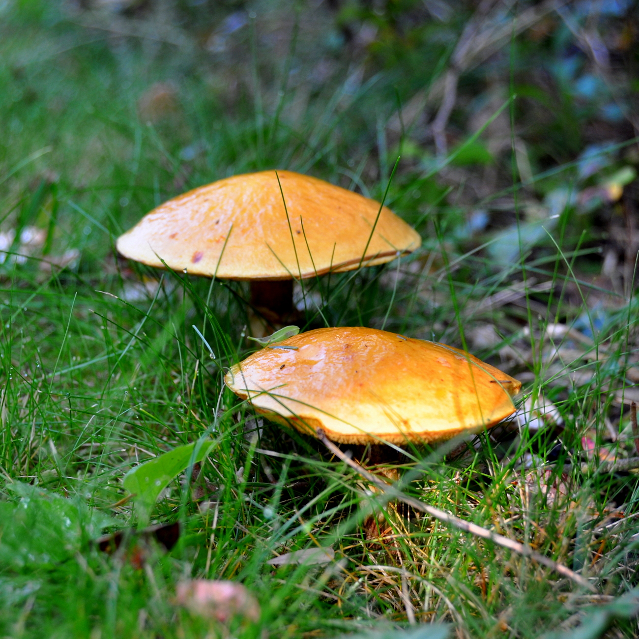 Słowobraz: Złoty sitarz