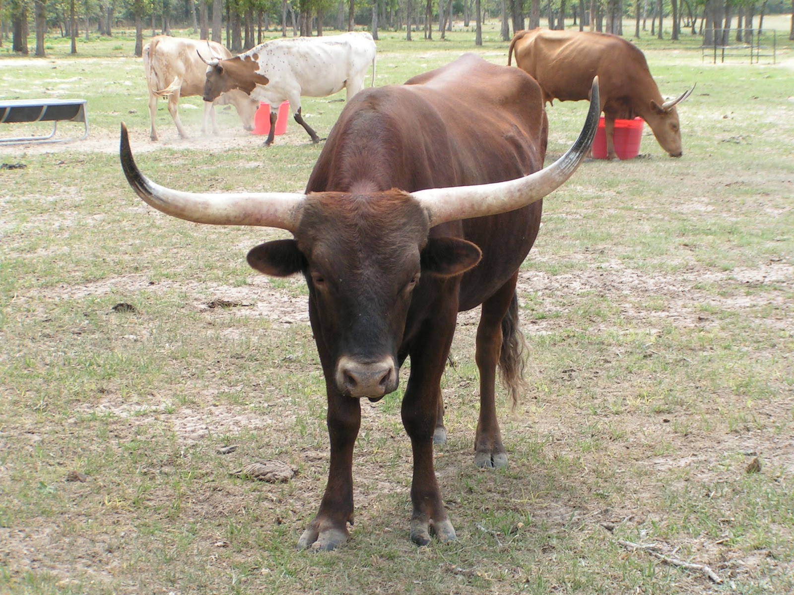 Texas Thunder 2011: Cowboys, Longhorns, and Cattle Drives March 27, 2011