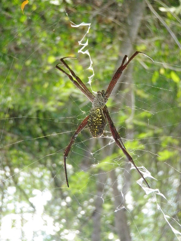 Saipan: Teaching, Living, & Recreation: Exploring Saipan's Jungle