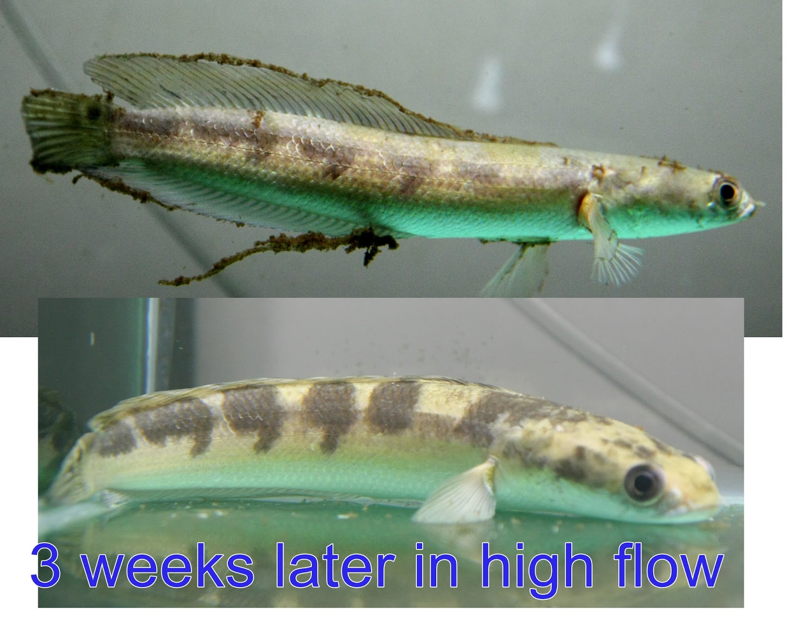 Marulioides Care Part 1 (Bunga)